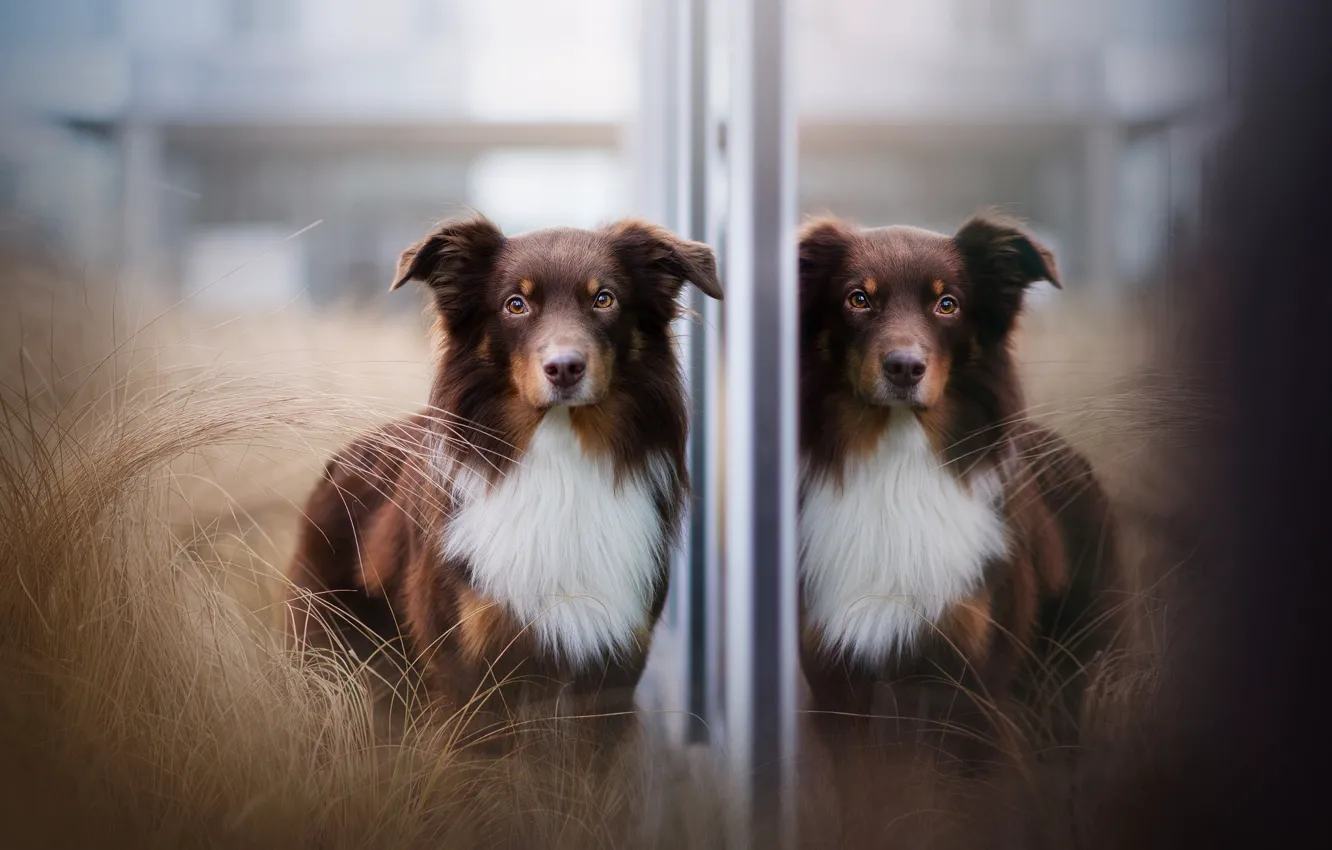 Wallpaper grass, look, glass, nature, reflection, dog, mirror, face for ...