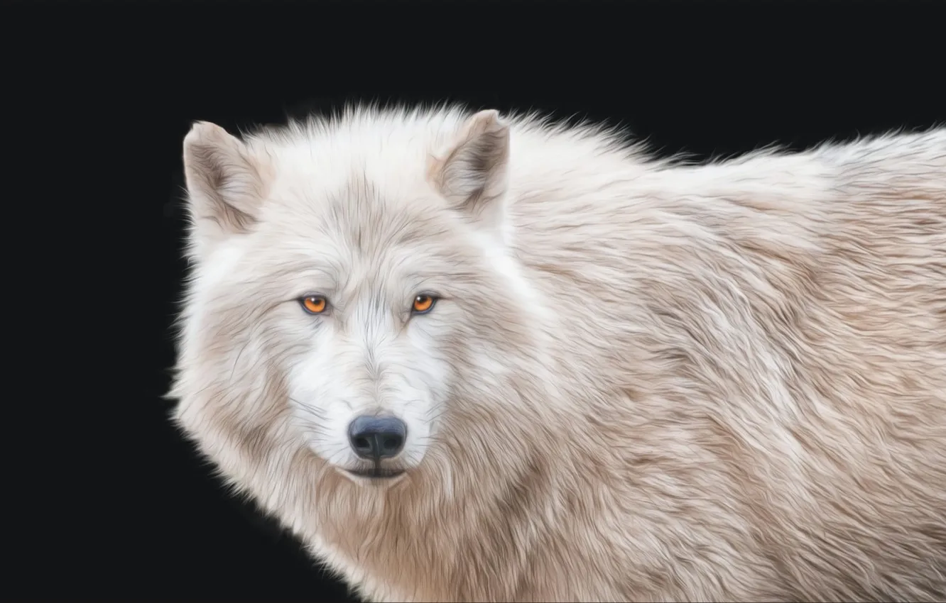 Wallpaper white, animal, wolf, portrait, white, animal, wolf, portrait ...