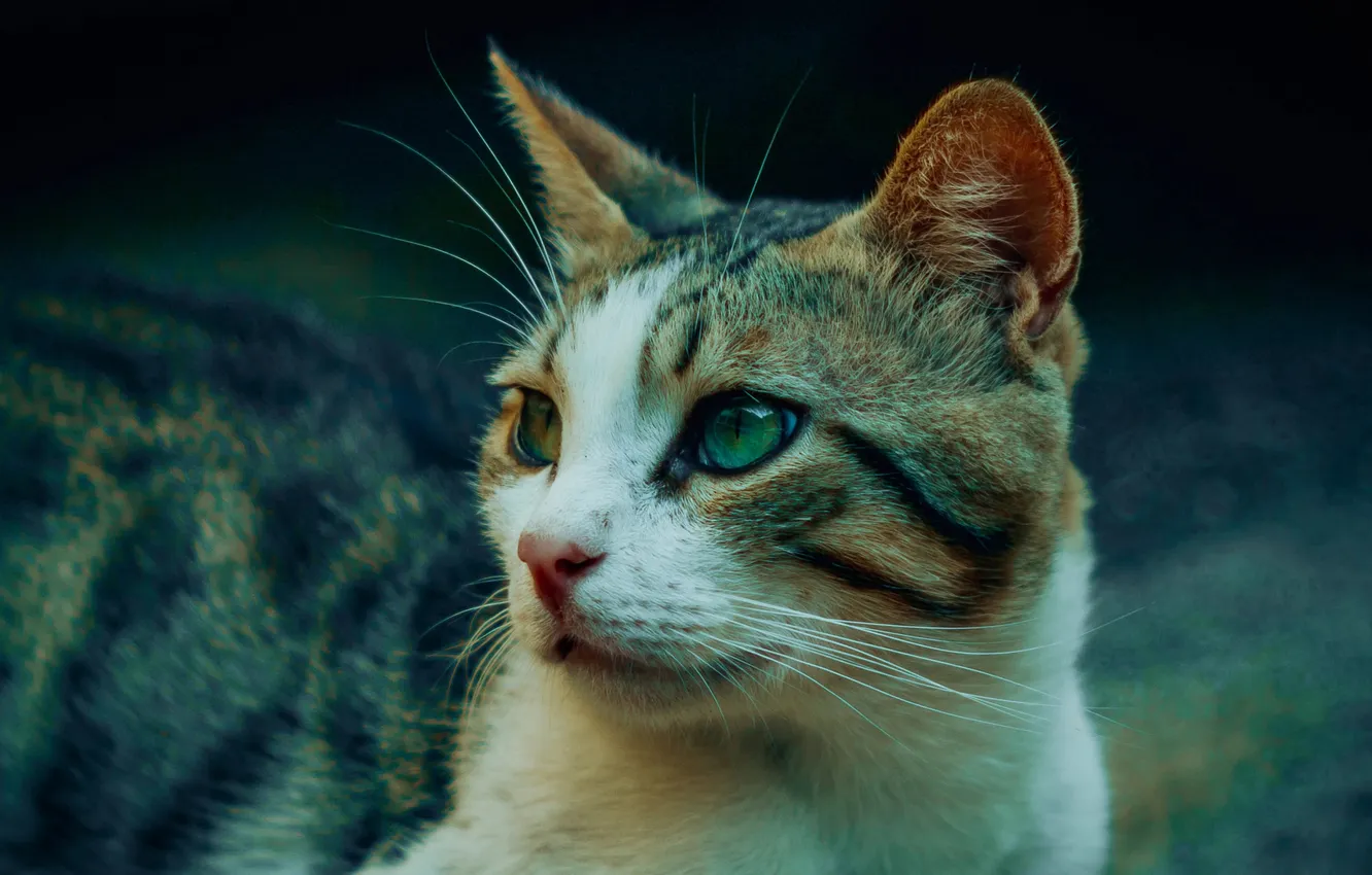 Wallpaper cat, cat, look, pose, portrait, face for mobile and desktop ...