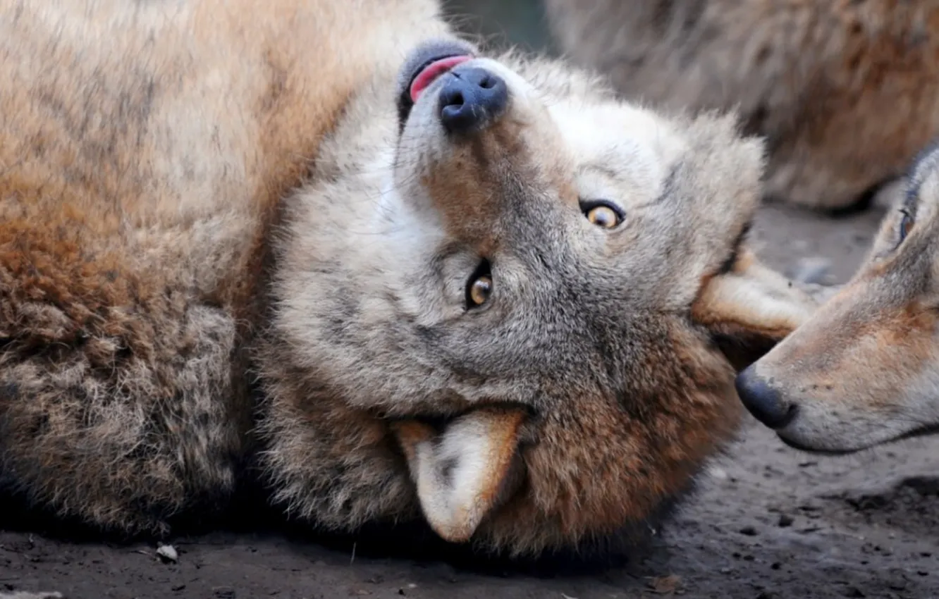 Wallpaper animals, nature, Playing, wolf, wolves, cute, wildlife, wild ...