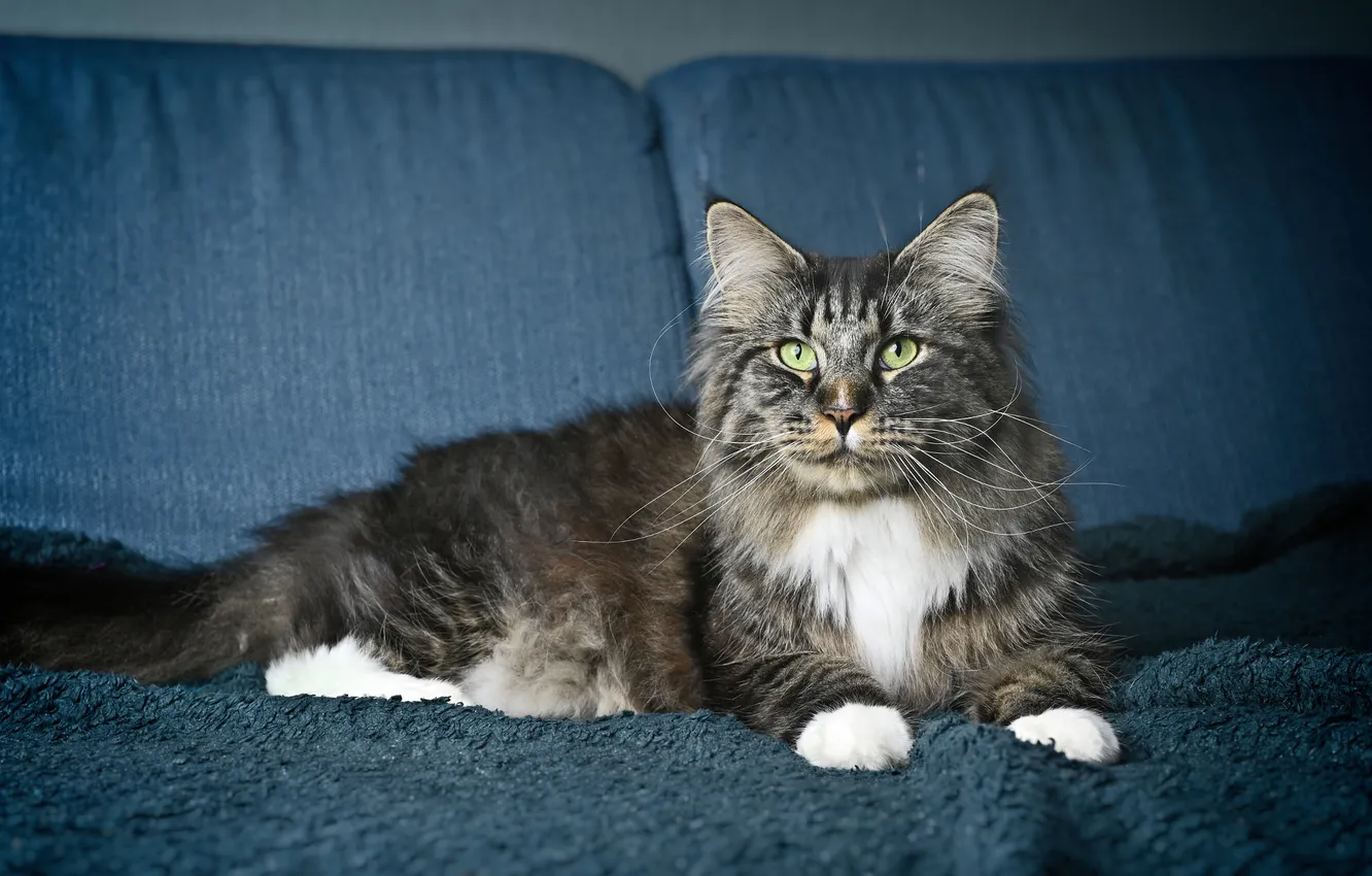 Wallpaper cat, cat, look, pose, sofa, face for mobile and desktop ...