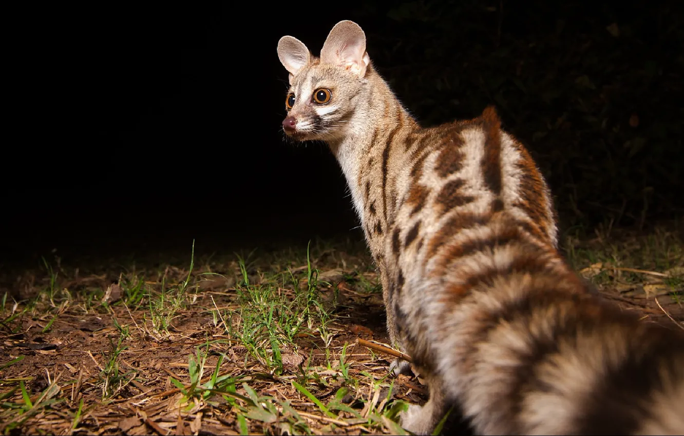 Wallpaper cat, look, night, animals, night, cat, look, Africa for ...