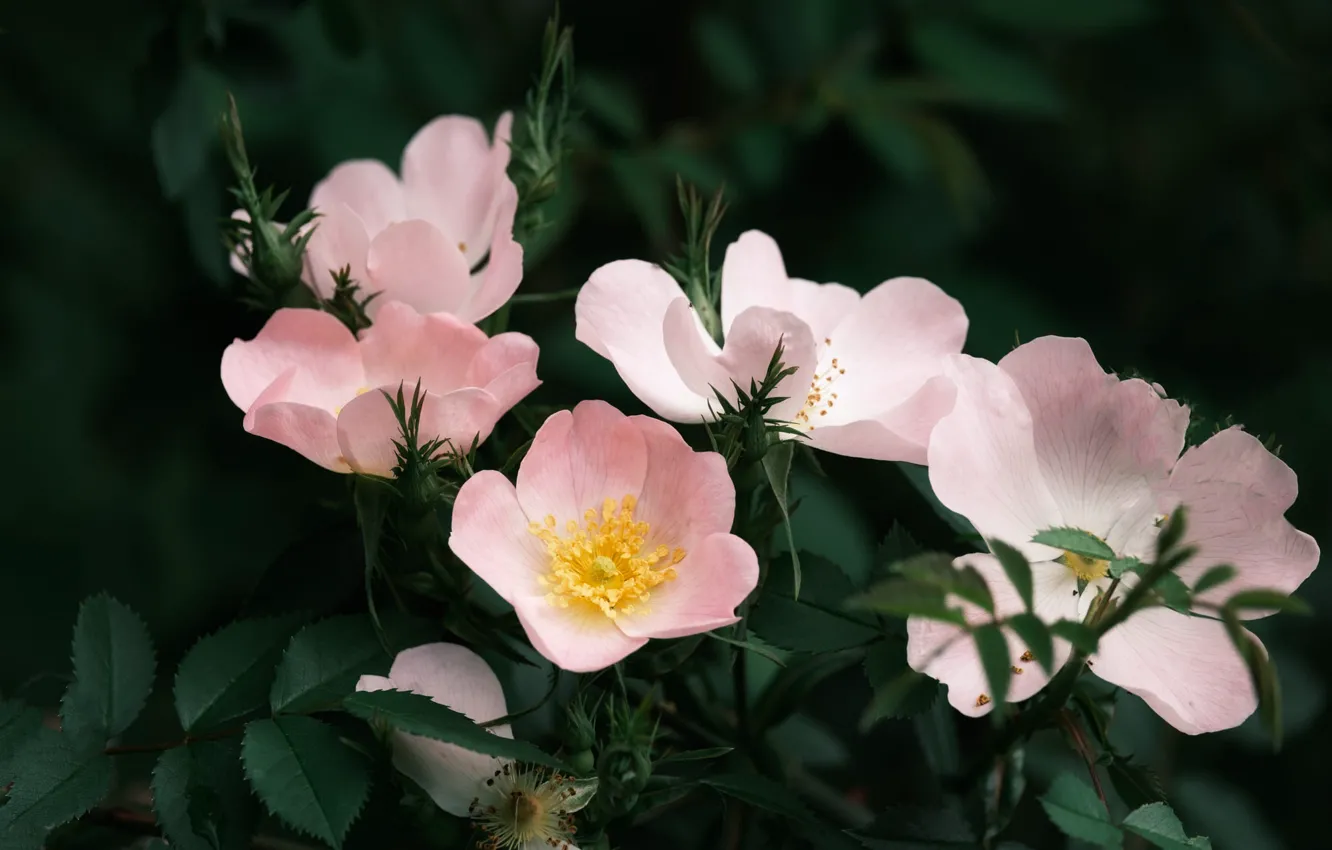 Wallpaper flowers, roses, briar, pink, the bushes for mobile and ...