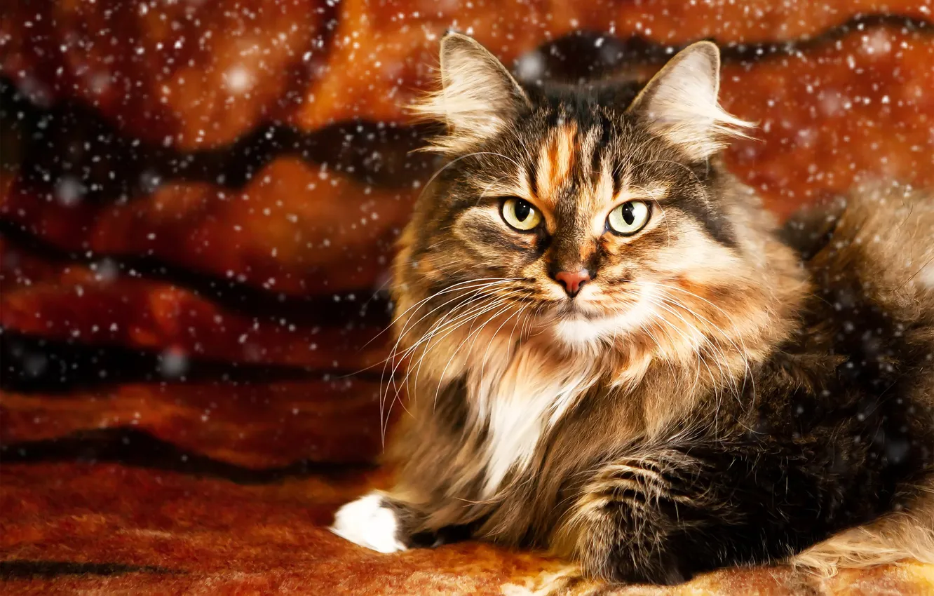 Wallpaper cat, cat, look, pose, face for mobile and desktop, section ...