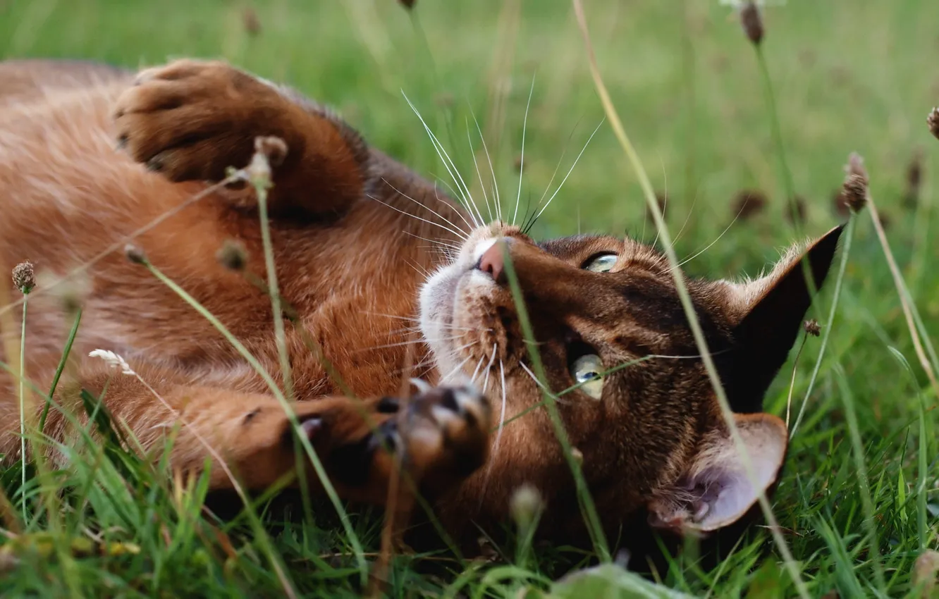 Wallpaper grass, cat, nature, Kote, lying for mobile and desktop ...