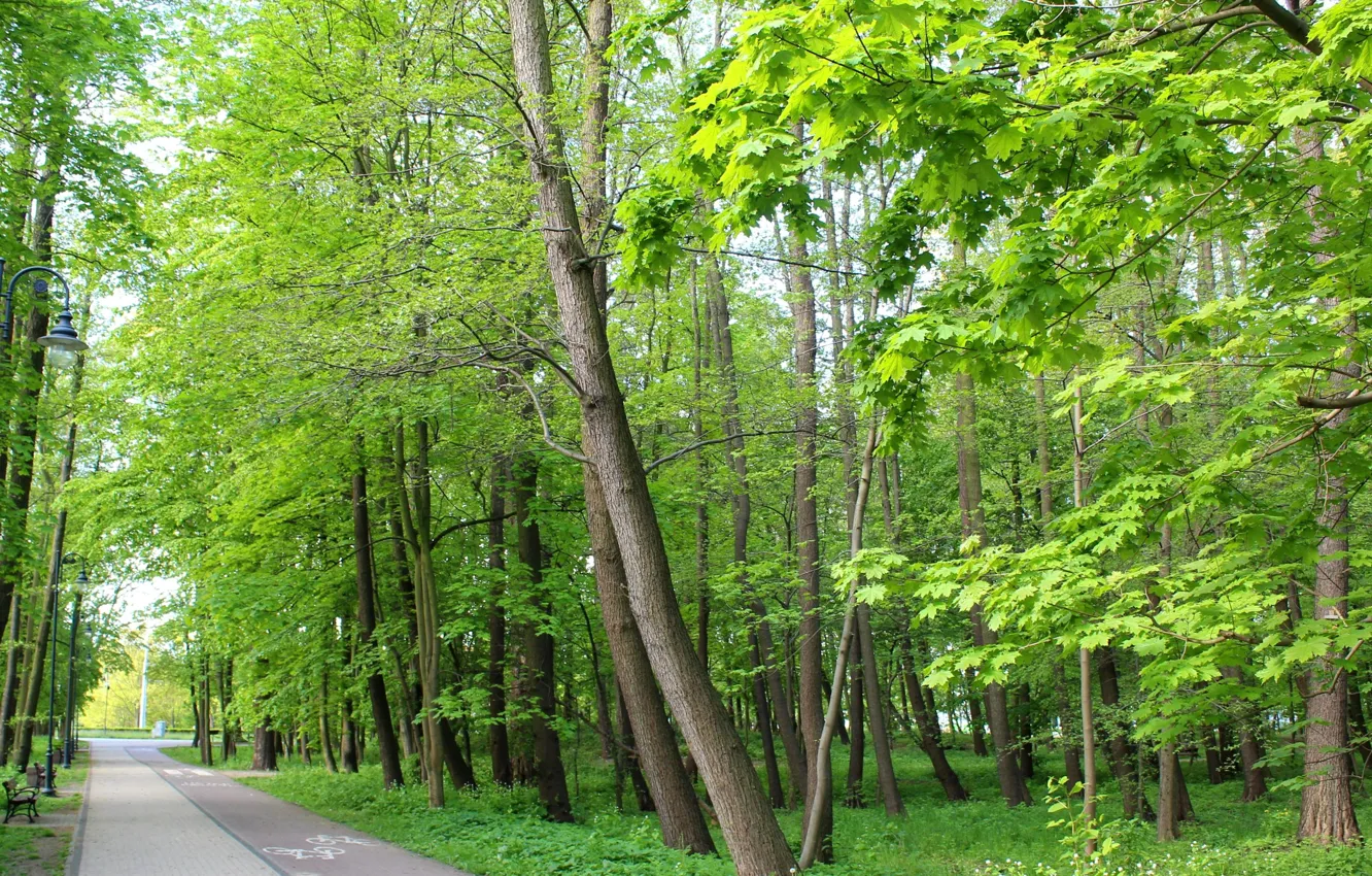 Wallpaper green, road, park, tree for mobile and desktop, section ...