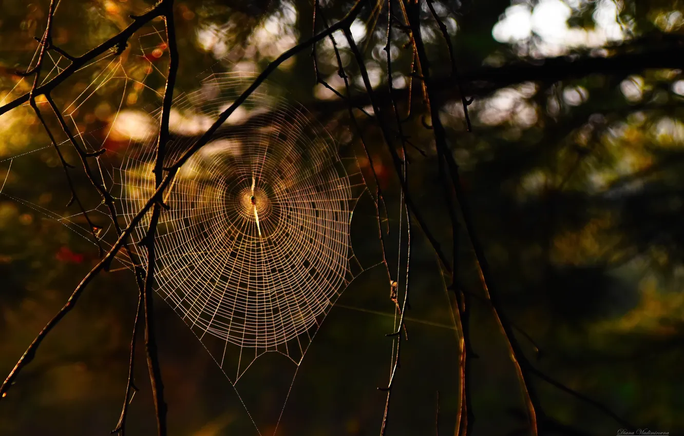 Wallpaper autumn, nature, morning, gossamer for mobile and desktop ...