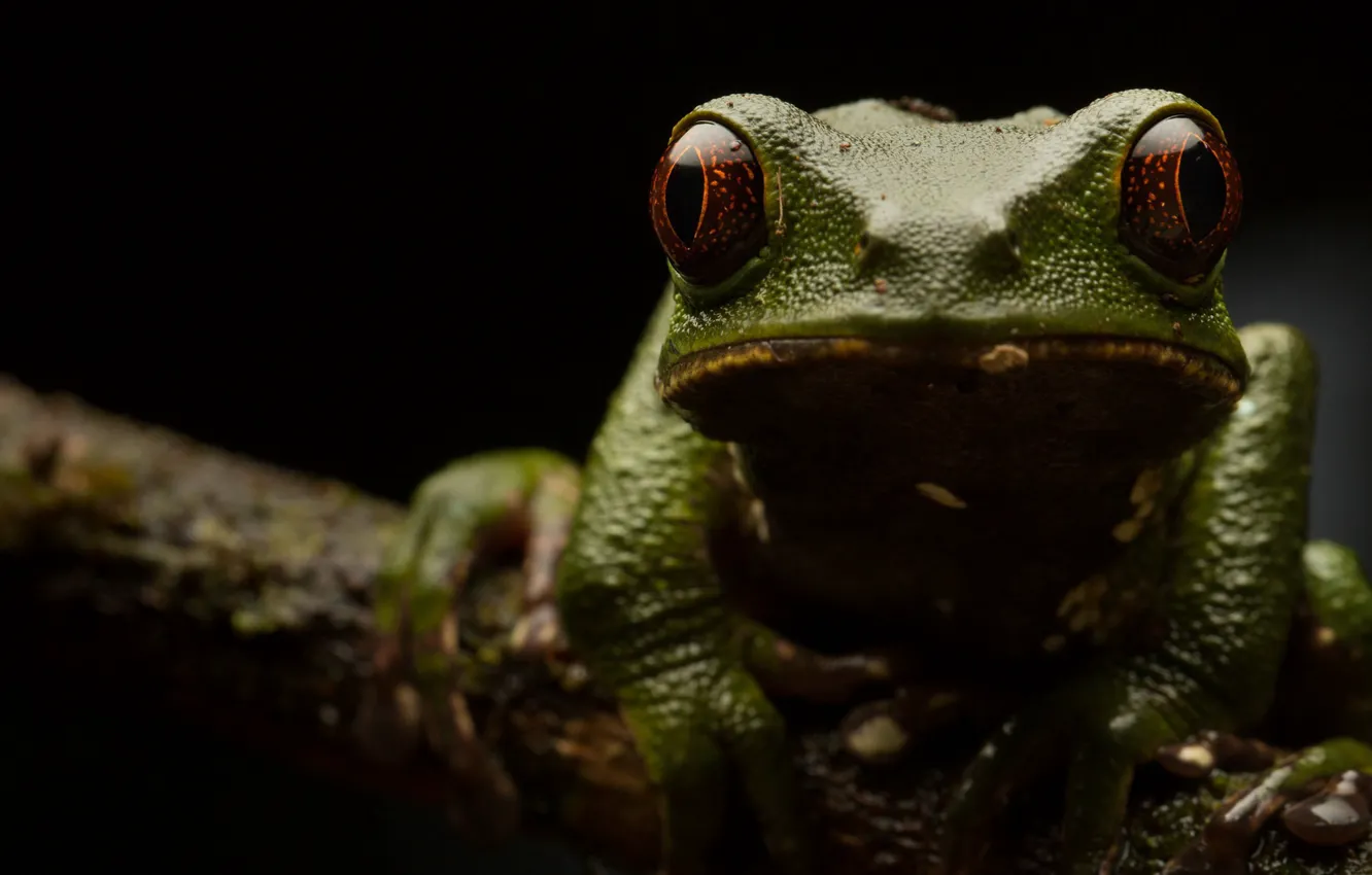 Wallpaper nature, Phyllomedusa tarsius, Tarsier monkey frog for mobile ...
