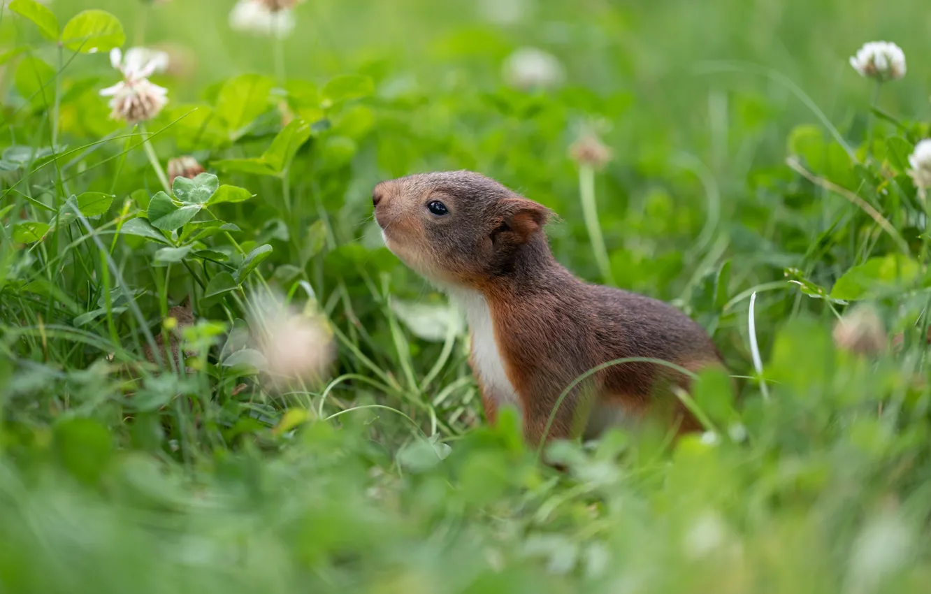 Wallpaper grass, nature, pose, glade, baby, protein, rodent, squirrel ...