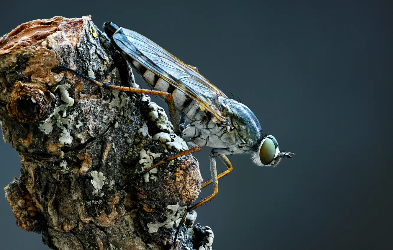 Wallpaper legs, wings, insect, majesty, enlargement for mobile and ...