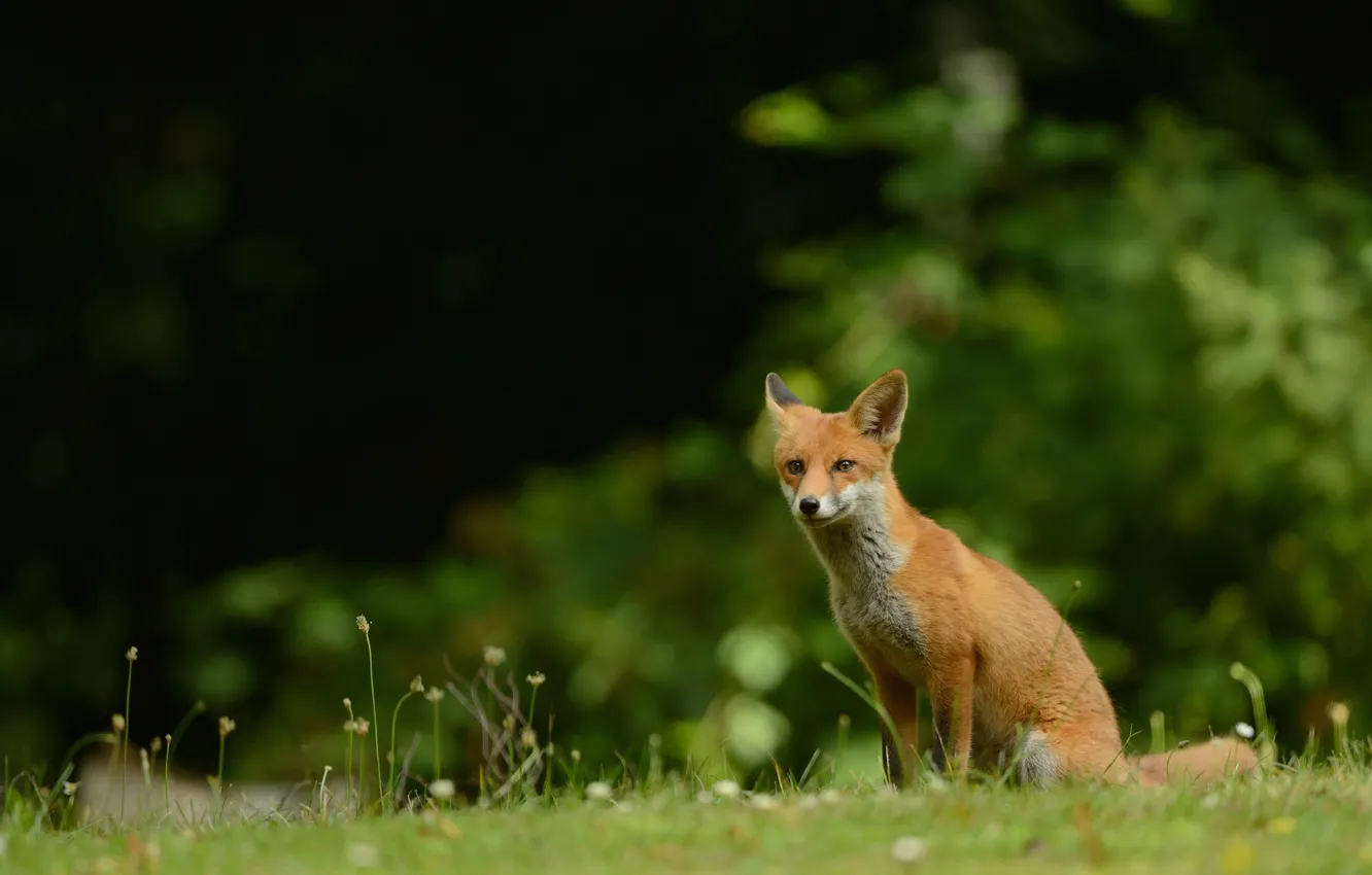 Wallpaper forest, look, nature, pose, the dark background, Fox for ...