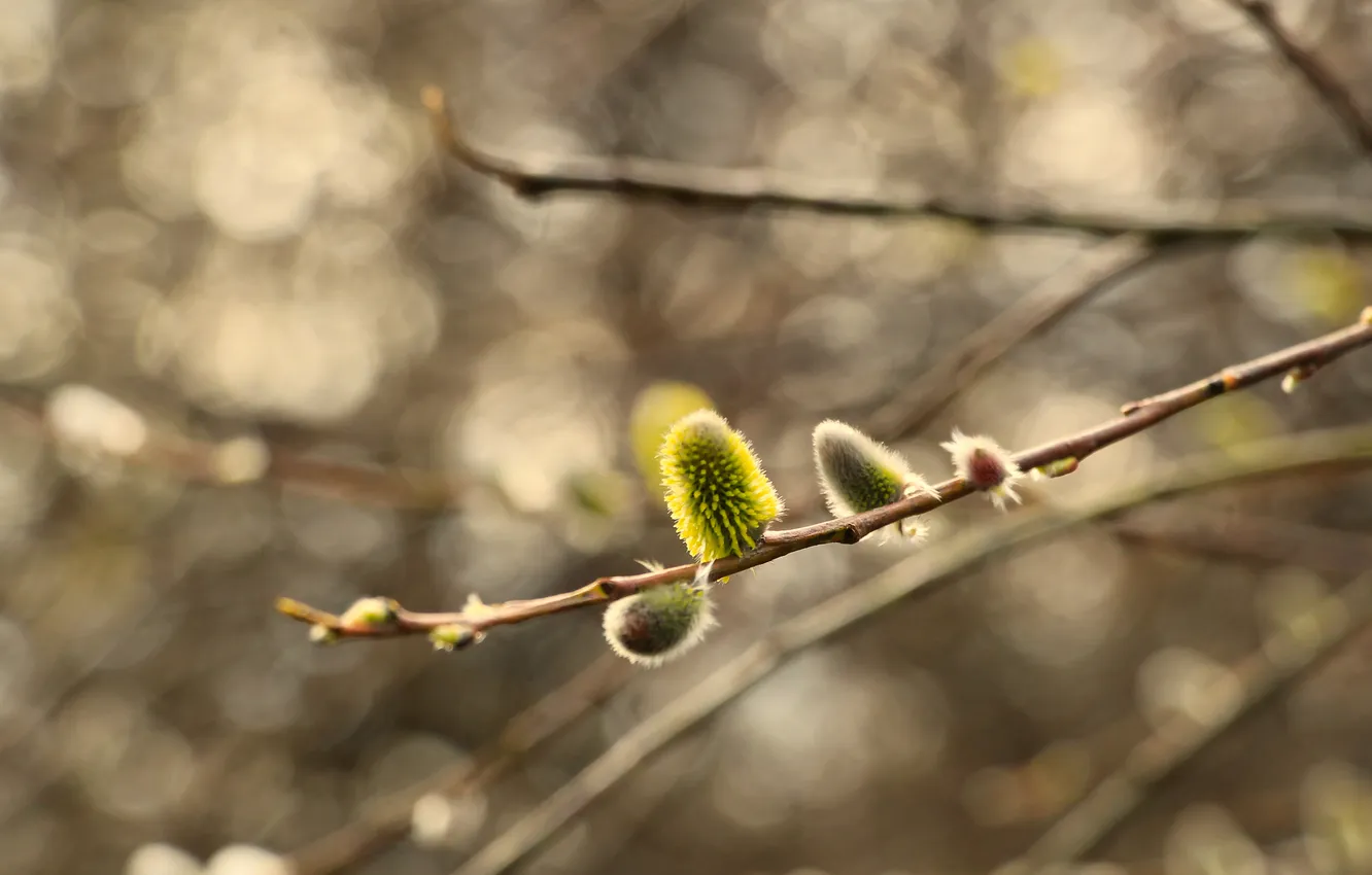 Wallpaper tree, base, spring, twig for mobile and desktop, section ...