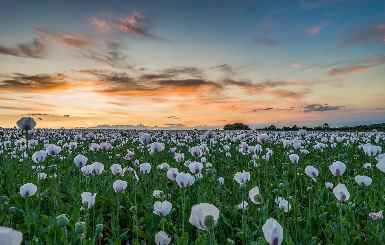 Wallpaper summer, the sky, flowers, Maki, pink, poppy field for mobile ...