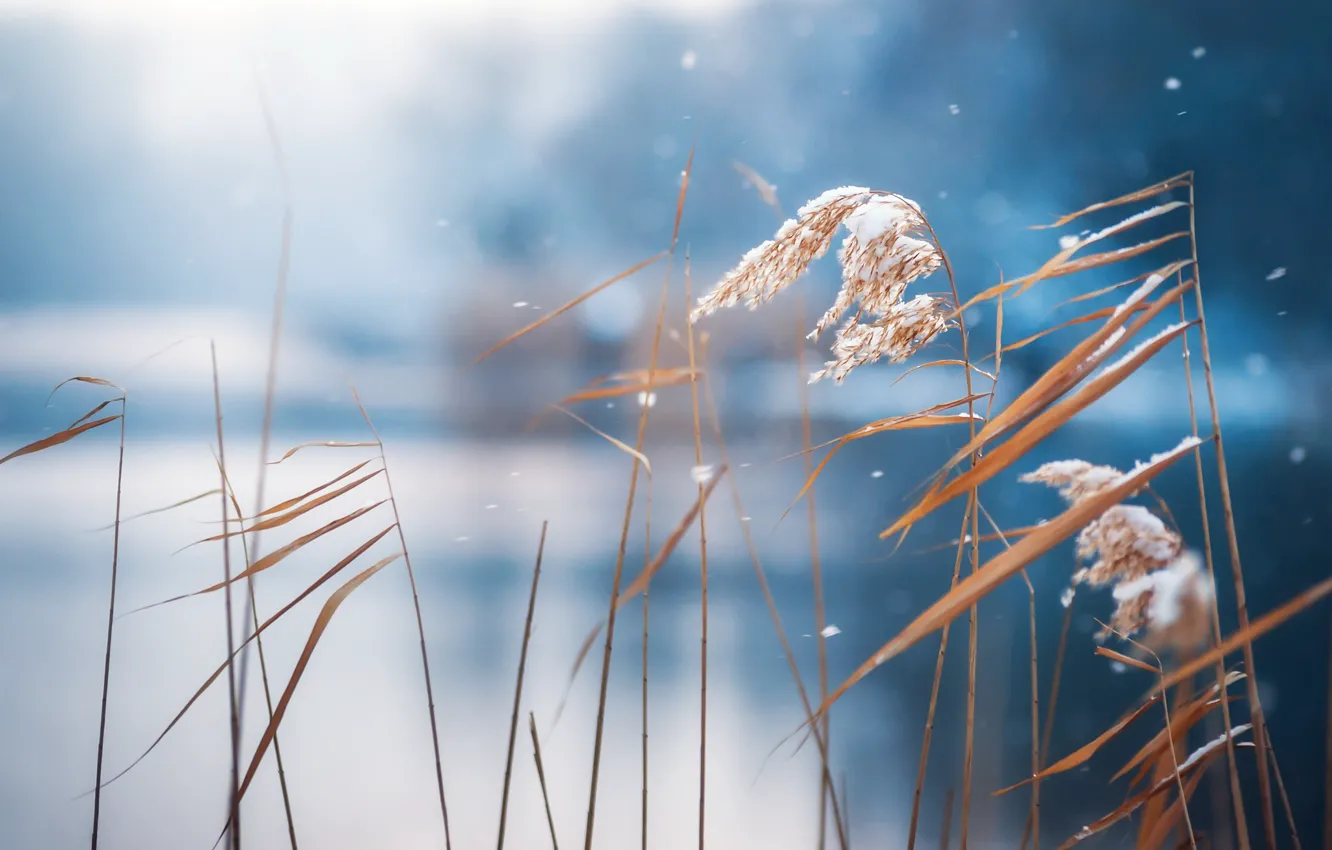 Wallpaper winter, nature, reed for mobile and desktop, section природа ...
