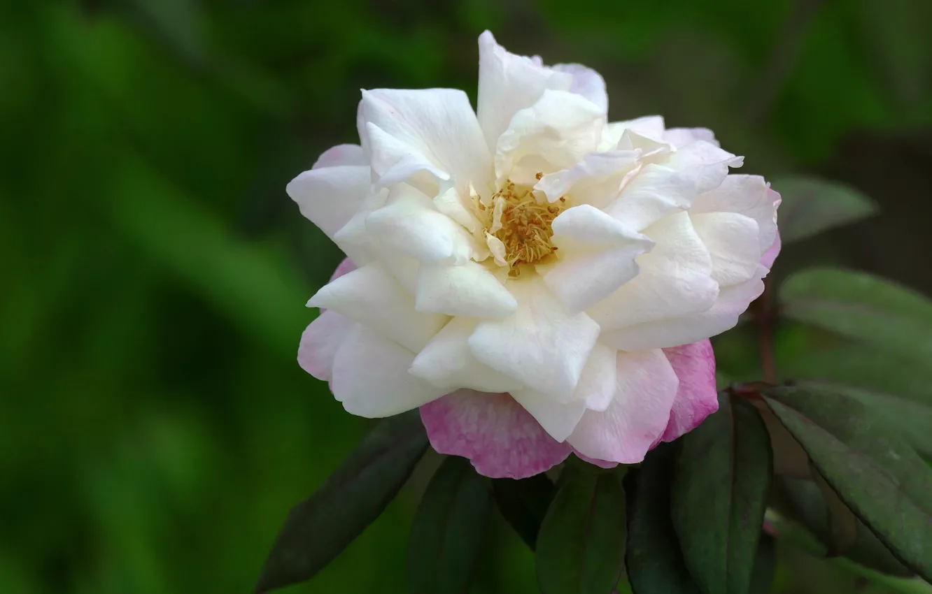 Wallpaper summer, flowers, roses, flowering for mobile and desktop ...