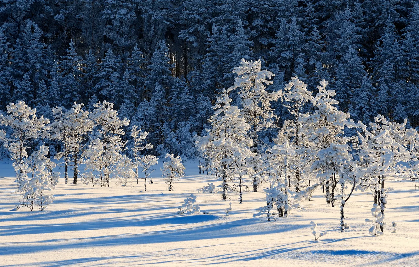 Wallpaper winter, frost, forest, light, snow, trees, nature, the snow ...