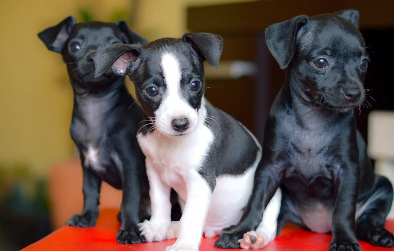 Wallpaper dogs, puppies, trio, Trinity images for desktop, section ...