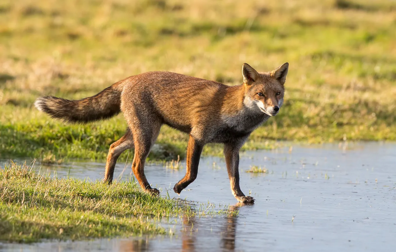 Wallpaper water, nature, Fox, weed, ginger for mobile and desktop ...