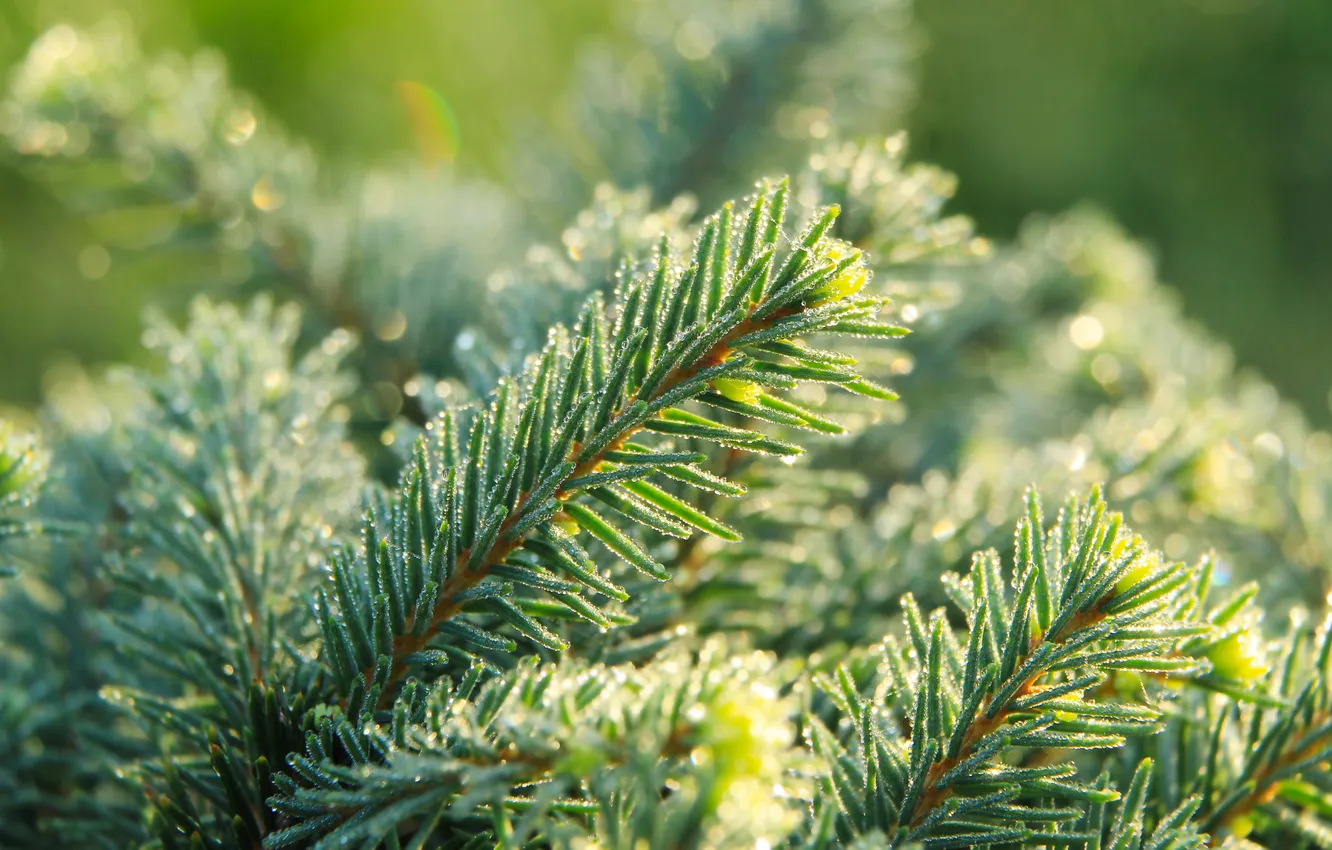 Wallpaper plant, spruce, twig for mobile and desktop, section природа ...