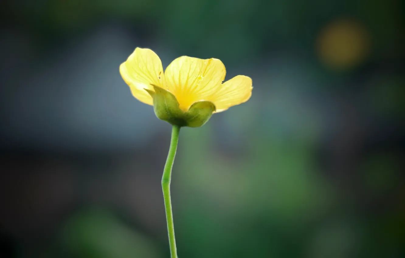 Wallpaper wallpaper, flower, nature, yellow, macro for mobile and ...