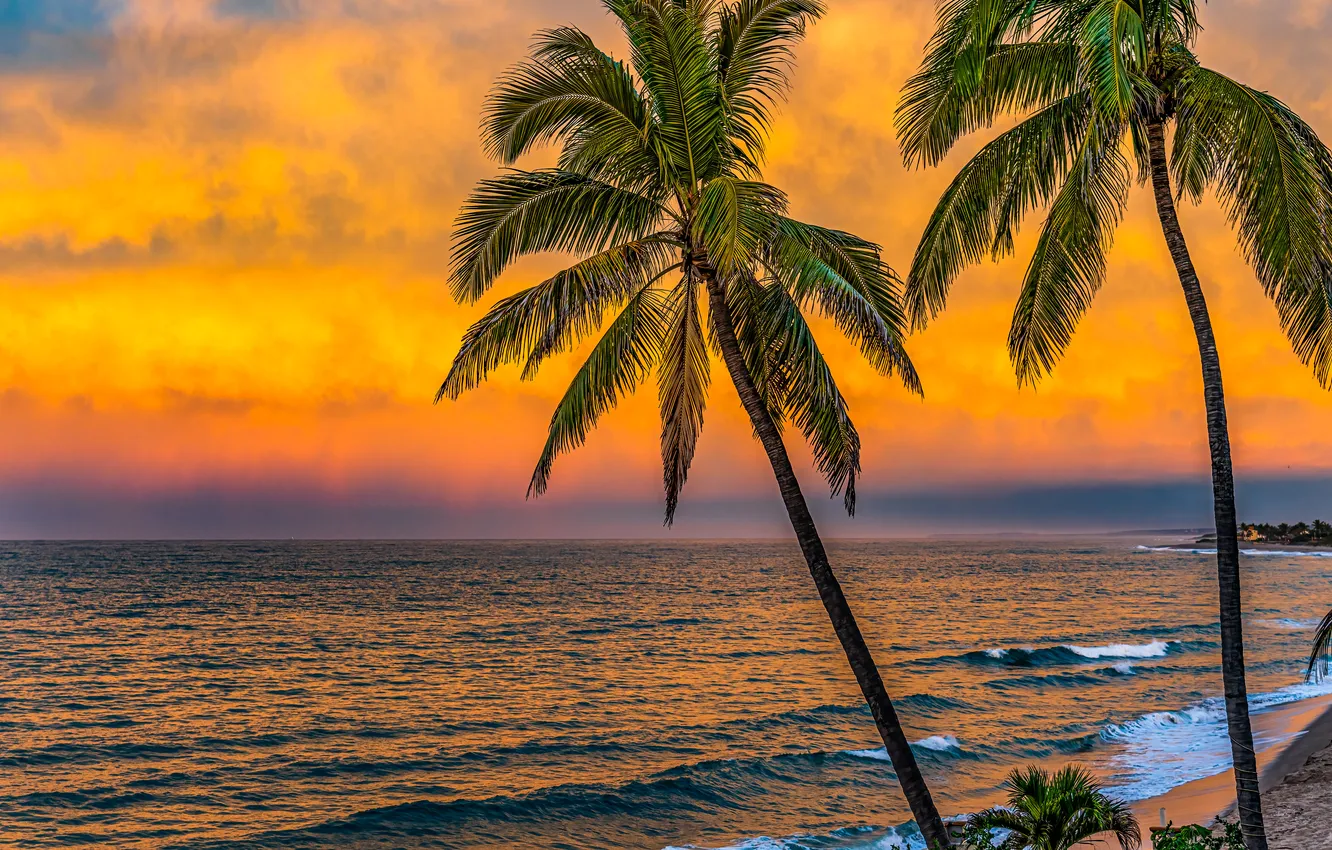 Wallpaper sunset, tropics, palm trees, dawn for mobile and desktop ...