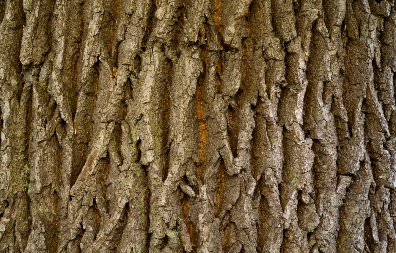 Wallpaper dark, wood, tree, Brown, natural images for desktop, section ...