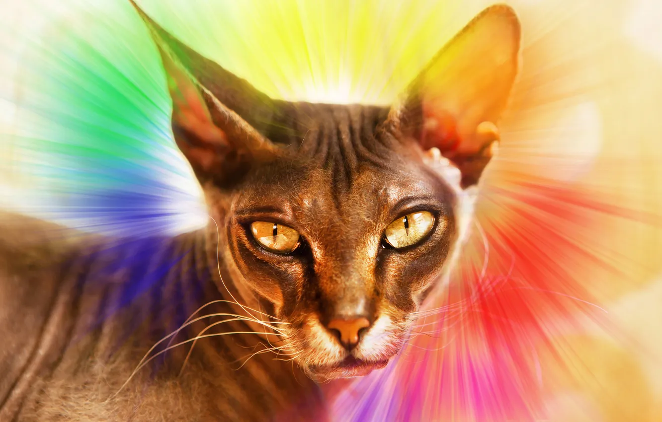 Wallpaper cat, cat, look, pose, portrait, face for mobile and desktop ...