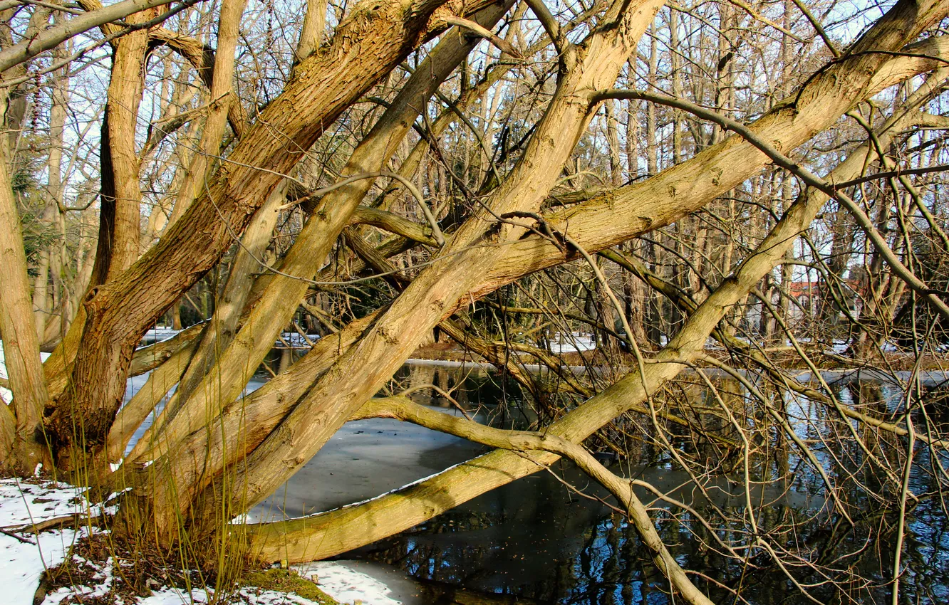 Wallpaper park, tree, pond, twigs for mobile and desktop, section ...