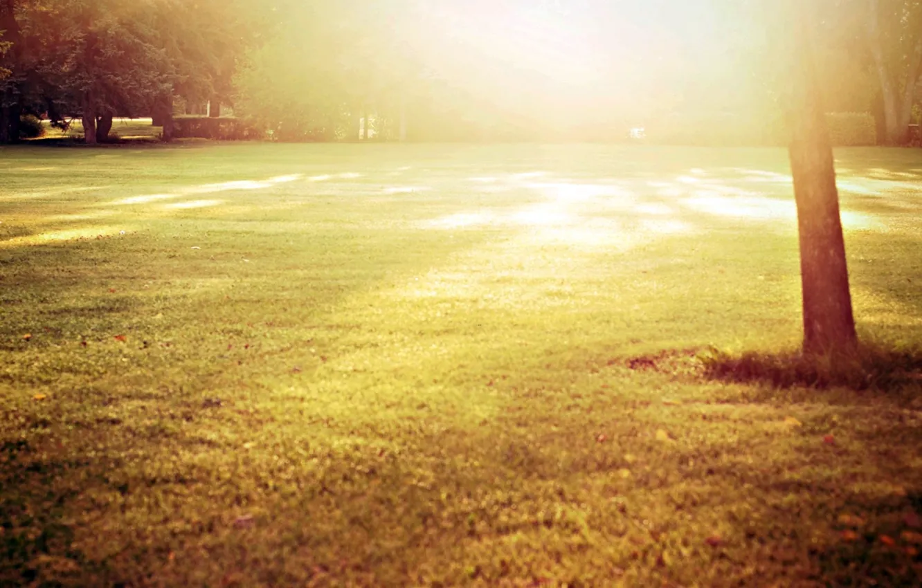 Wallpaper Greens Grass The Sun Rays Trees Nature Background Tree