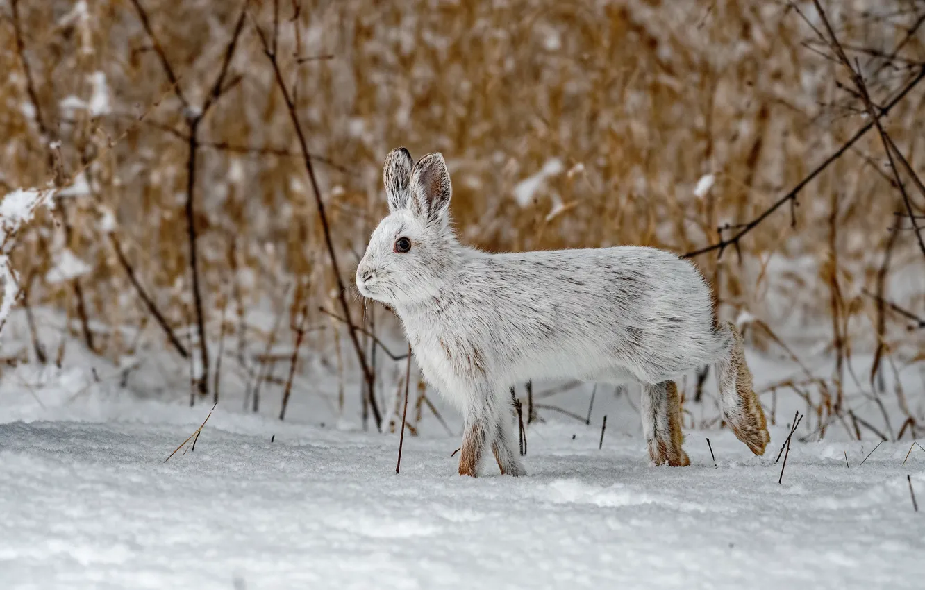 Wallpaper winter, forest, snow, branches, nature, hare, the snow ...