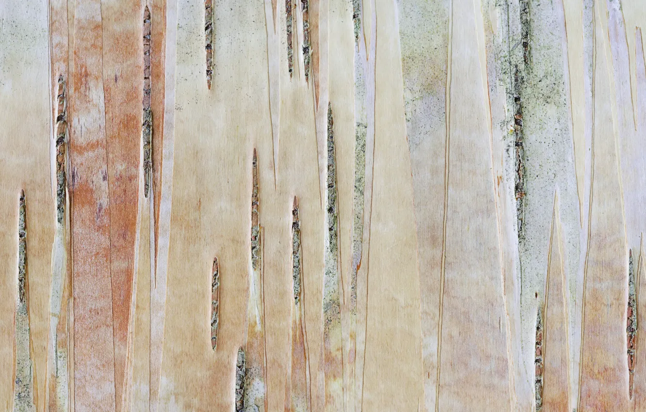 Wallpaper tree, color, trunk, bark for mobile and desktop, section ...