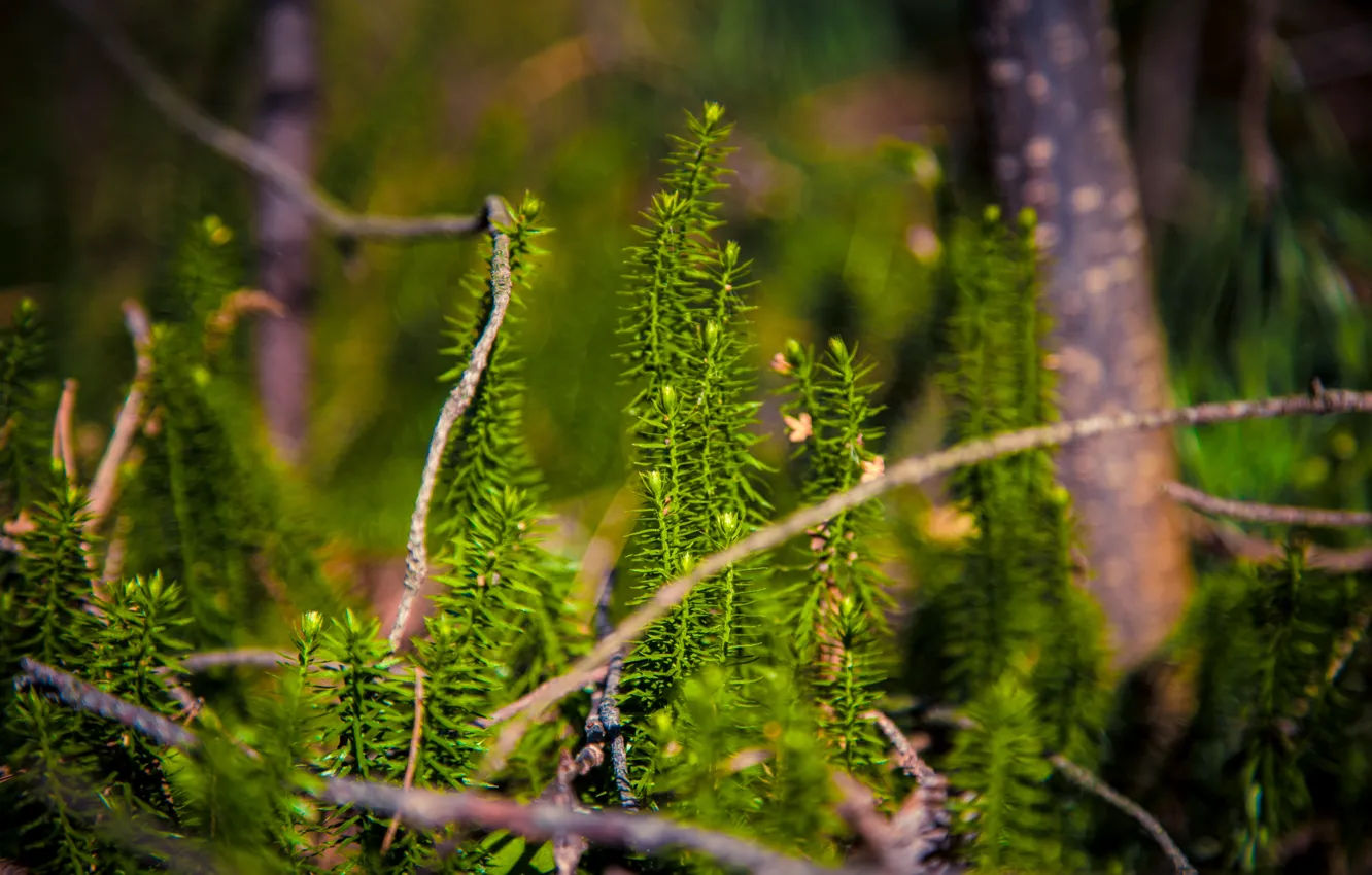 Wallpaper greens, grass, macro, nature, moss for mobile and desktop ...