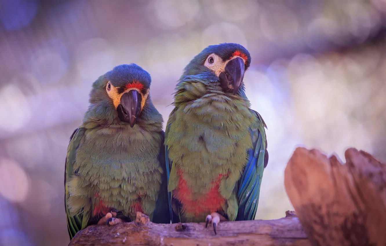 Wallpaper birds, together, parrots, log, a couple, bokeh, Ara, two ...
