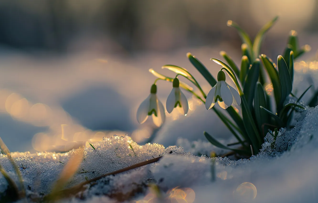 Wallpaper winter, light, snow, flowers, spring, snowdrops, the snow ...