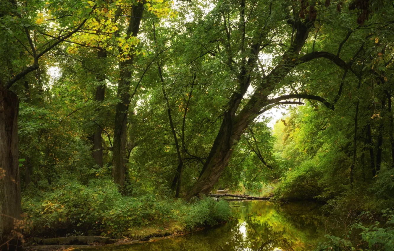Wallpaper forest, trees, river, stream for mobile and desktop, section ...