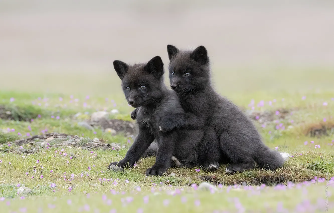 Wallpaper fluffy, Fox, Fox for mobile and desktop, section животные ...