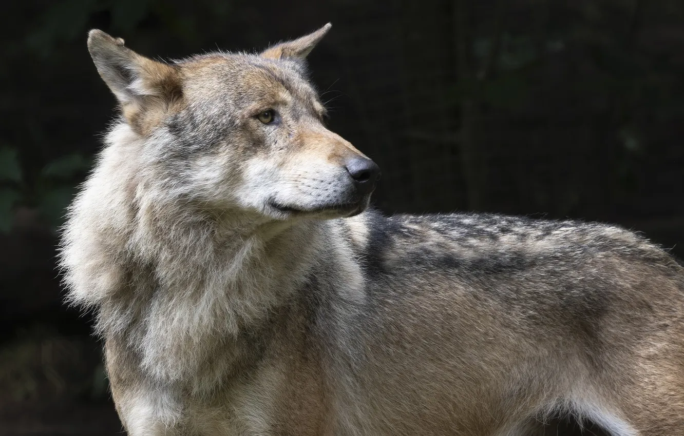 Wallpaper fantasy, nature, art, snow, predator, face, animal, wolf for ...