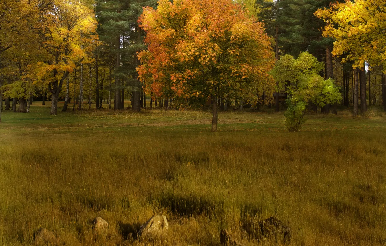 Wallpaper field, autumn, forest, trees, forest, Nature, trees, autumn ...