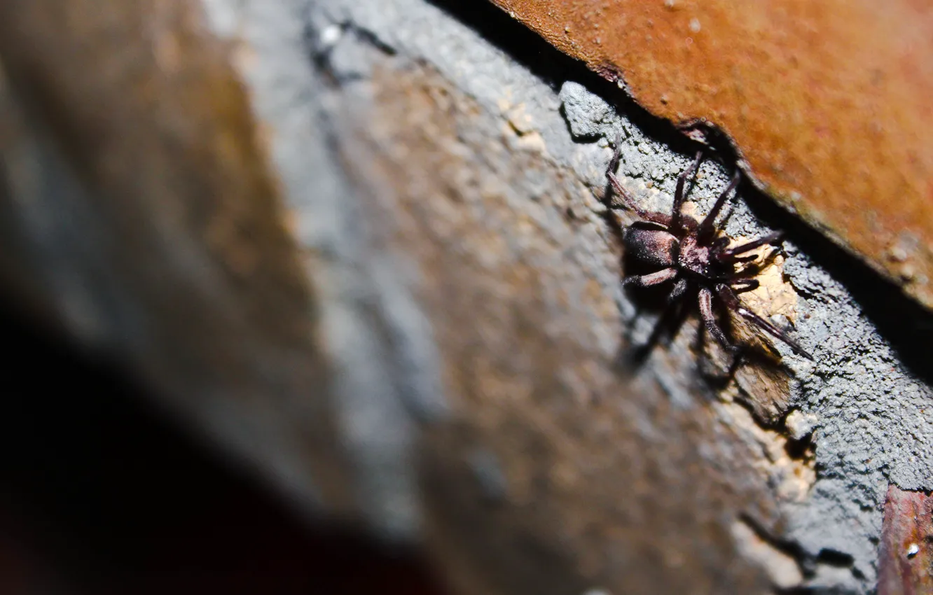 Wallpaper animals, wall, spider, spider for mobile and desktop, section ...