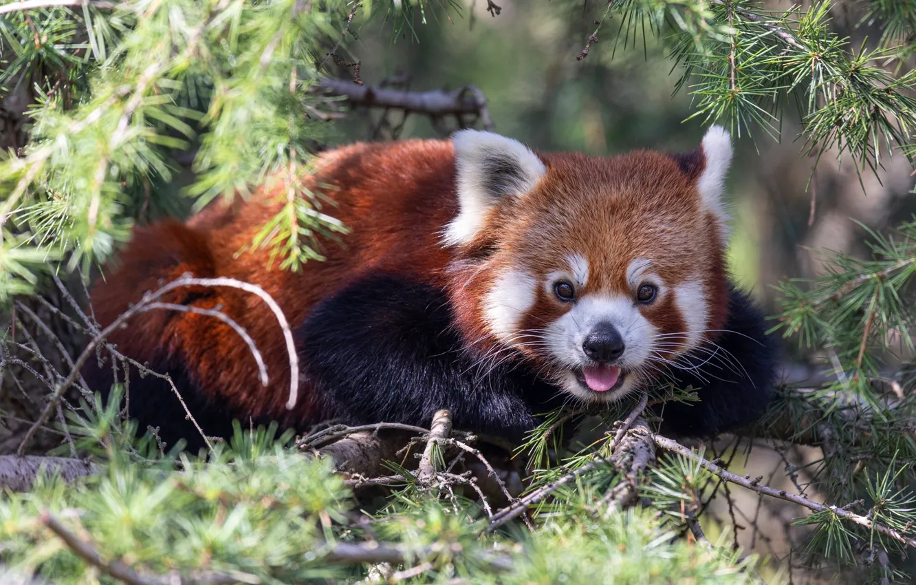 Wallpaper look, branches, pose, red Panda, face, needles, bokeh, red ...