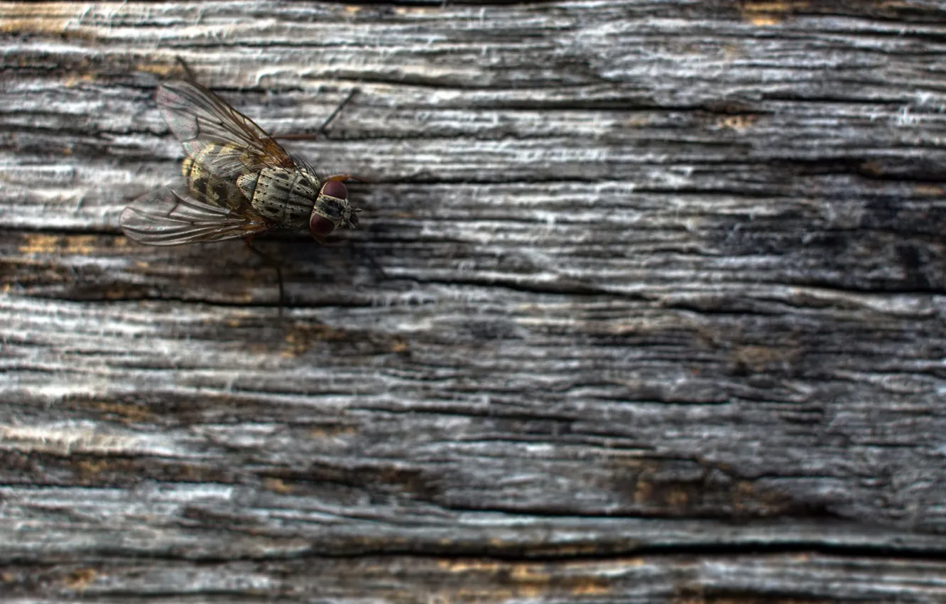 Wallpaper nature, fly, background images for desktop, section животные ...