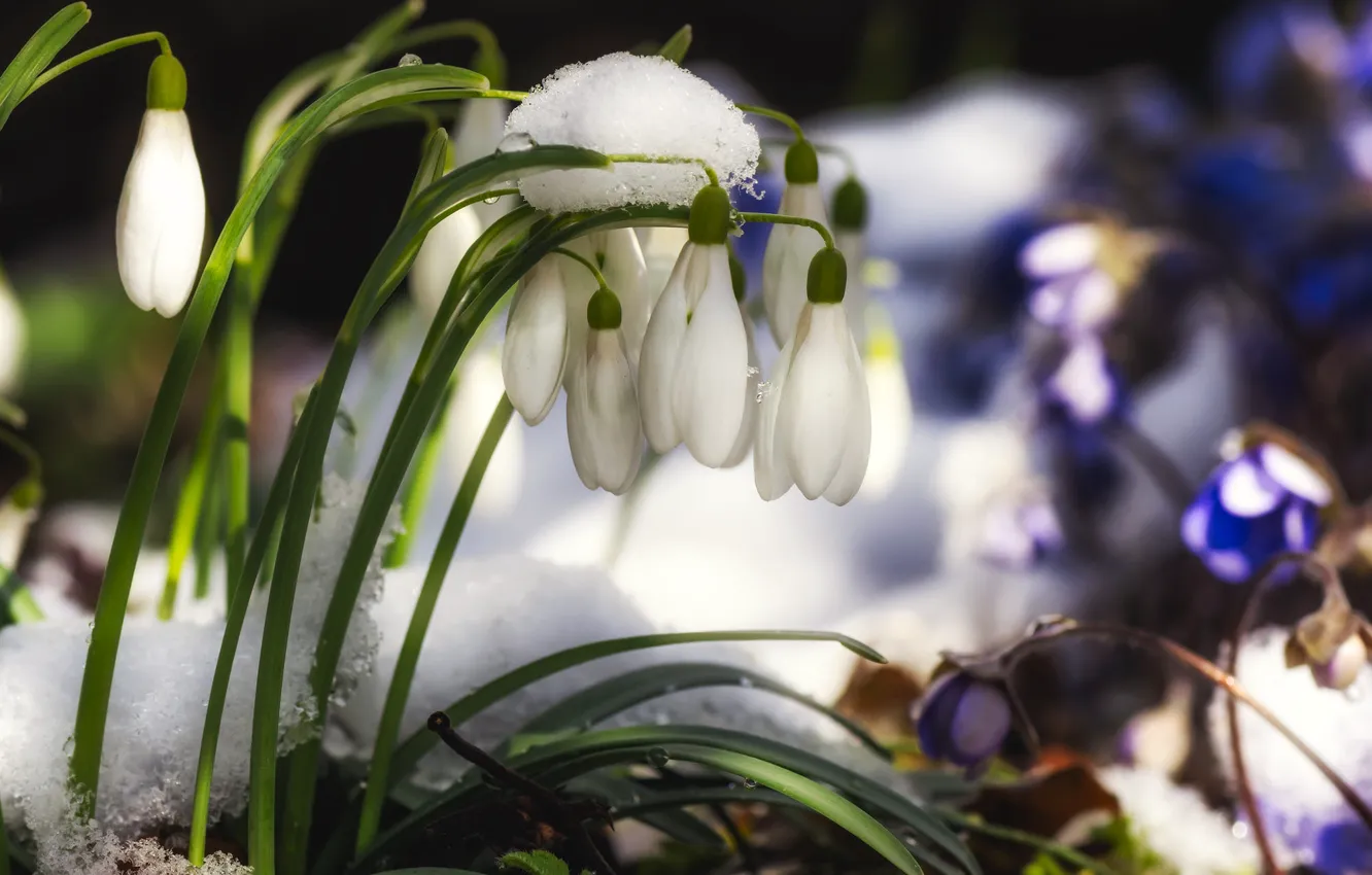 Wallpaper drops, macro, snow, flowers, spring, snowdrops, white, bokeh ...