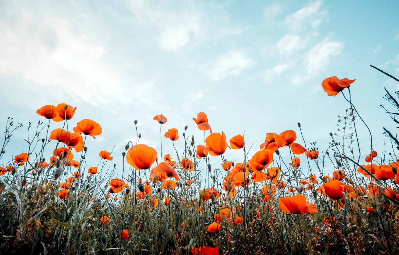 Wallpaper summer, nature, Maki for mobile and desktop, section природа ...