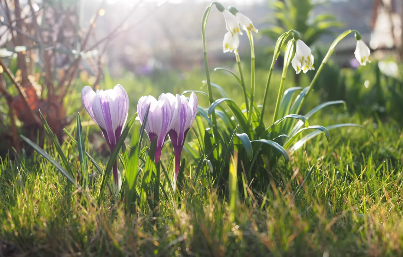 Wallpaper light, flowers, fog, glade, spring, morning, garden ...