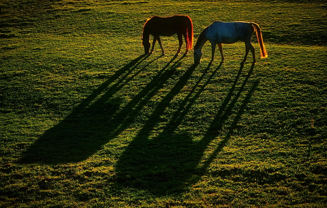 Wallpaper horse, shadow, meadow for mobile and desktop, section ...