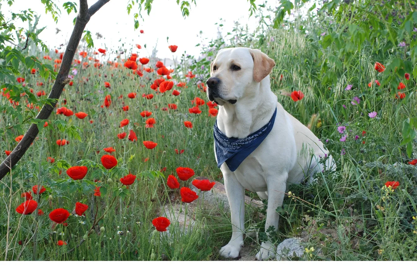 Wallpaper white, Maki, dog, Labrador for mobile and desktop, section ...