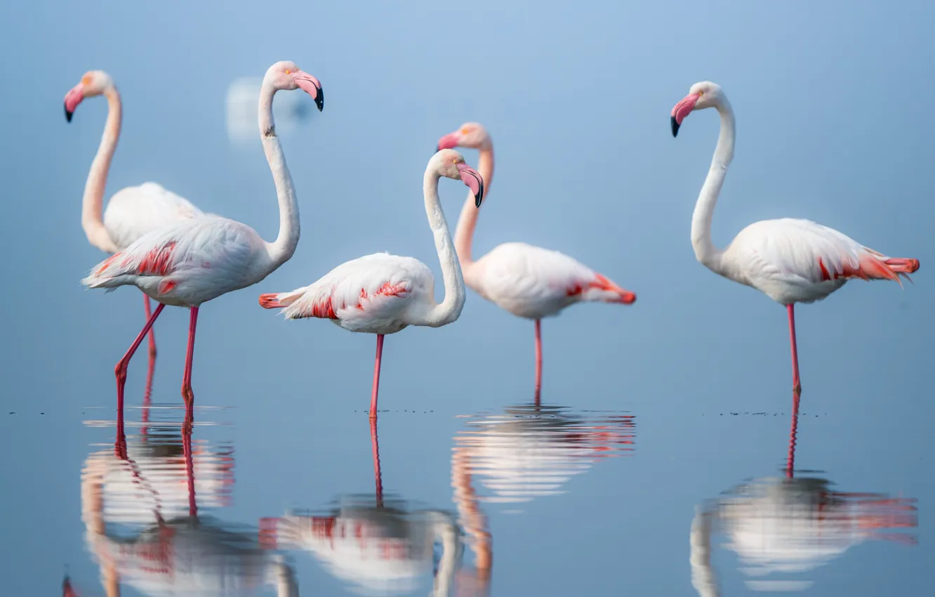Wallpaper Turkey, Izmir, flamingo, Gediz Delta for mobile and desktop ...