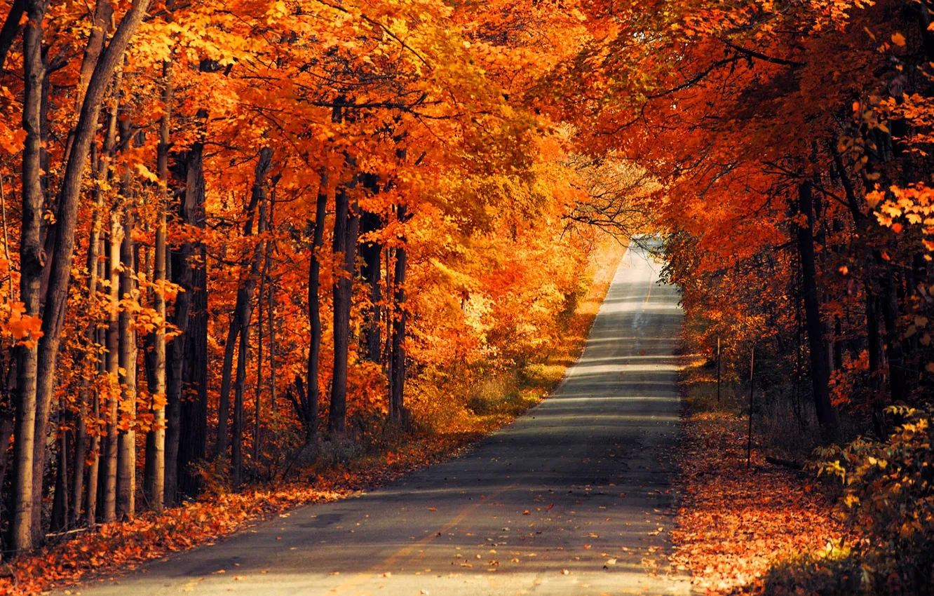 Wallpaper road, autumn, forest, trees, highway, shadows, alley for ...