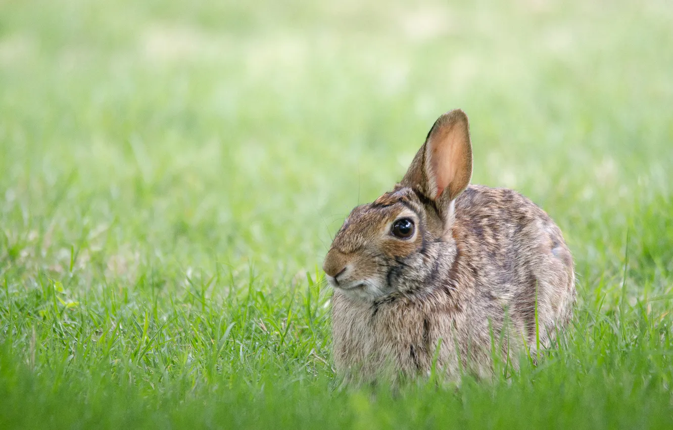 Wallpaper grass, grey, hare, hare images for desktop, section животные ...