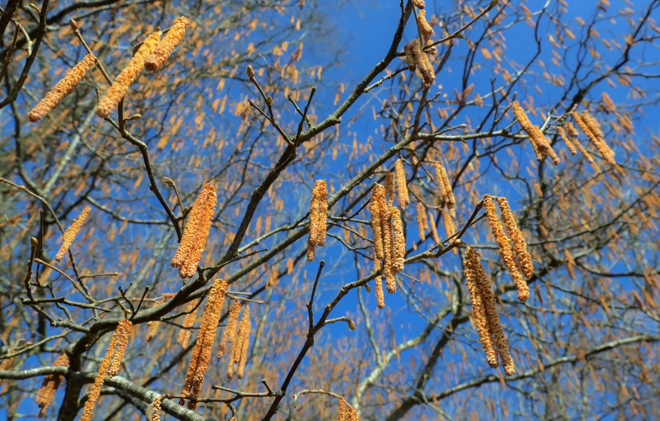 Wallpaper autumn, trees, Orange Rain for mobile and desktop, section ...